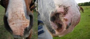 Seasonal Skin Issues | UT Horse